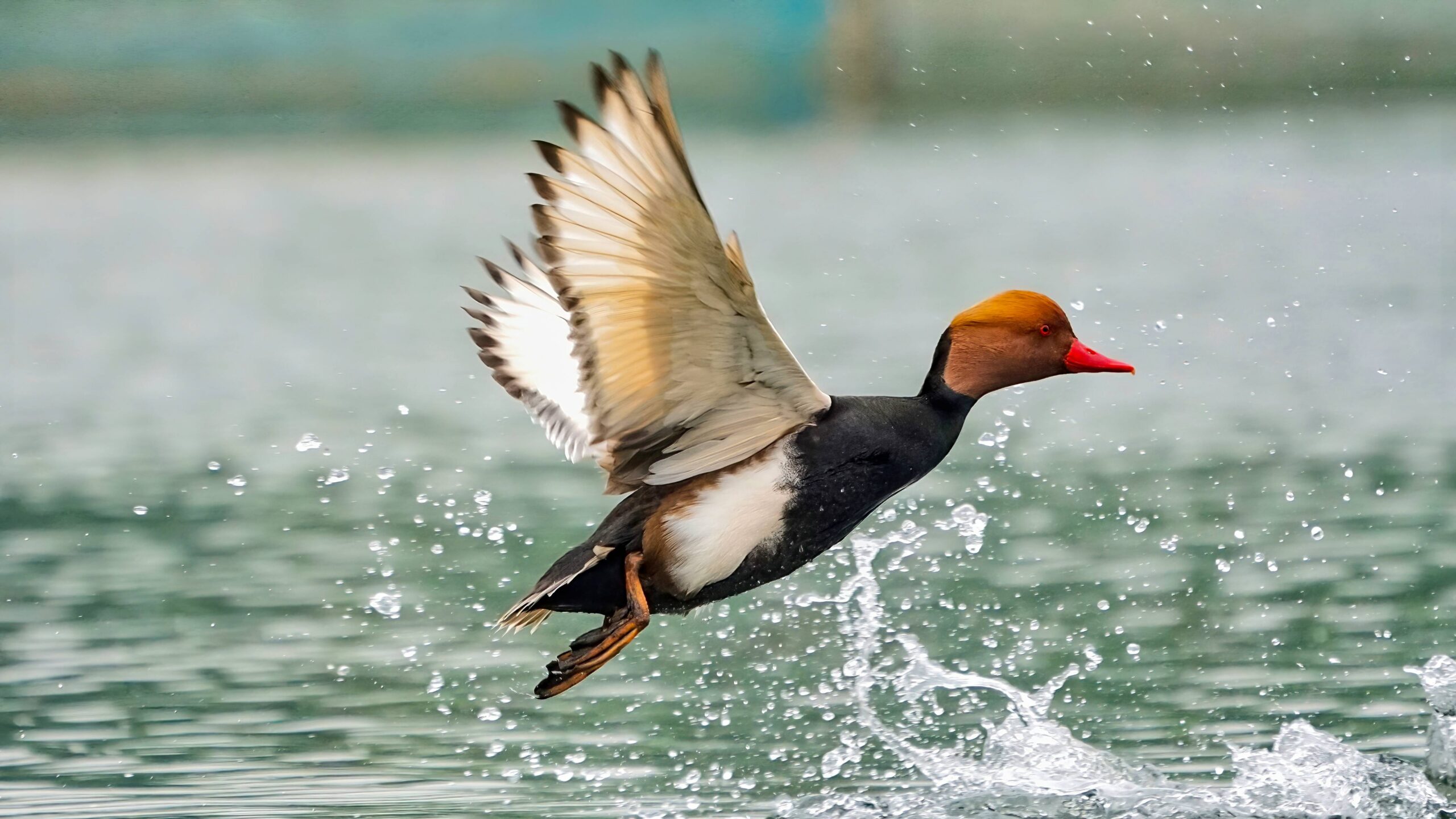 La nette rousse en France - So Chasse