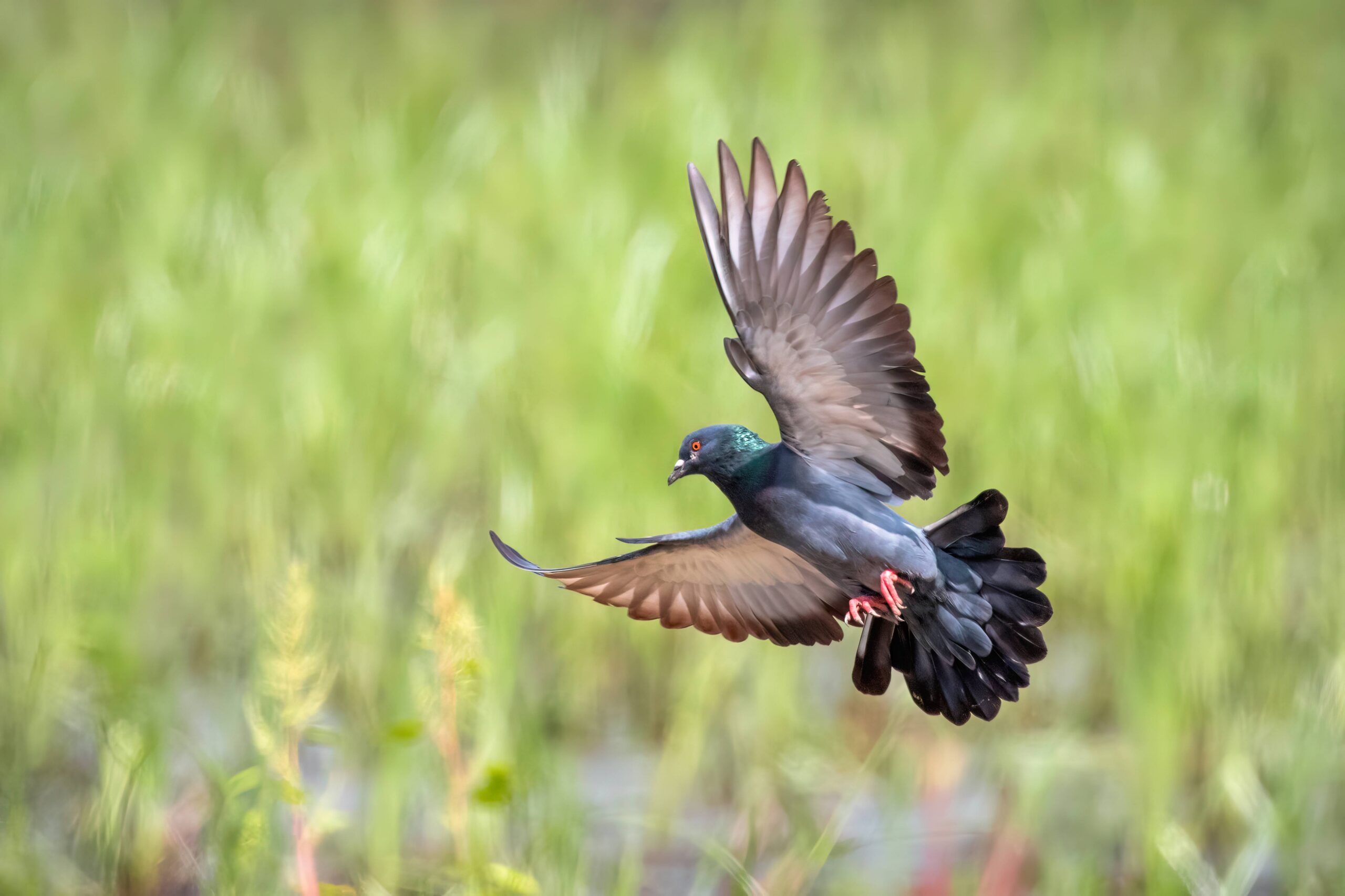 Quelles sont les races de gros pigeons présents en France? - So Chasse