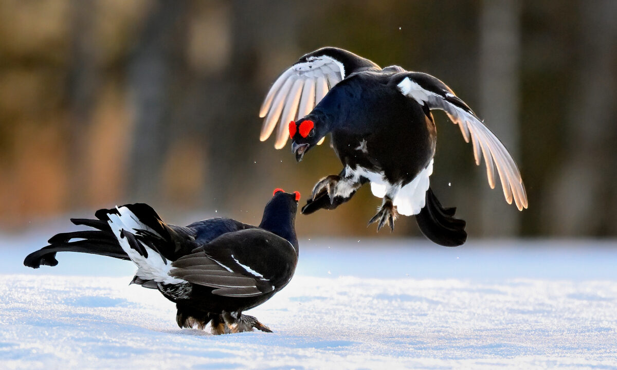 Isère : nouvelle zone de tranquillité à Chamrousse pour le tétras-lyre ...