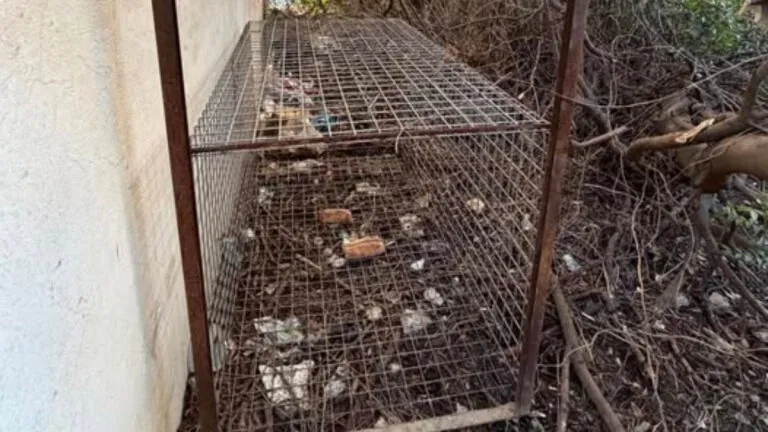 Loire : un sanglier affolé sème la panique dans un bourg, les chasseurs ...