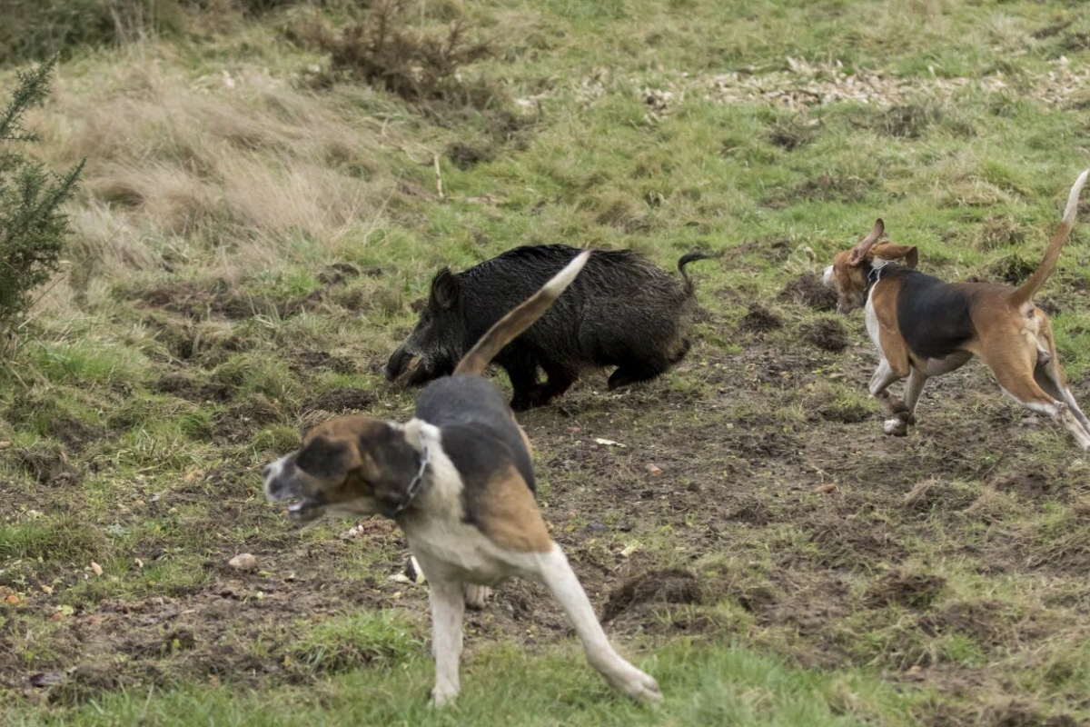Mort d'un chien de chasse dans le Vaucluse: la maladie d'Aujeszky bien ...