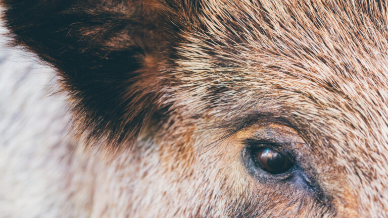 Sanglier : l’État pointé du doigt par les chasseurs de l’Ardèche - So ...
