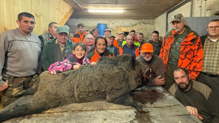 Sanglier : l’État pointé du doigt par les chasseurs de l’Ardèche - So ...