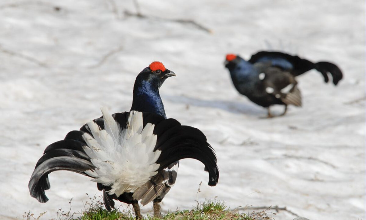 PACA : des panneaux pour protéger le Tétras-lyre, fragile roi de l ...