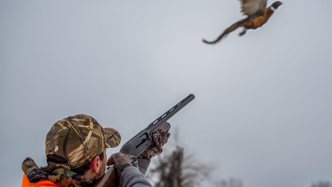 Haute-Vienne : la chasse à la perdrix et au faisan prolongée jusqu’au ...