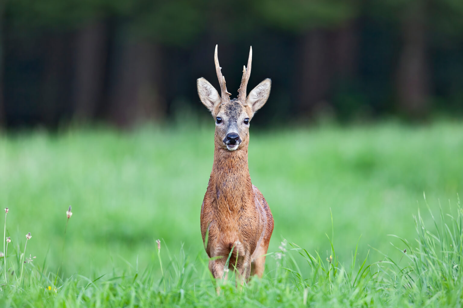 Chasse estivale du chevreuil : les règles à connaître absolument - So ...