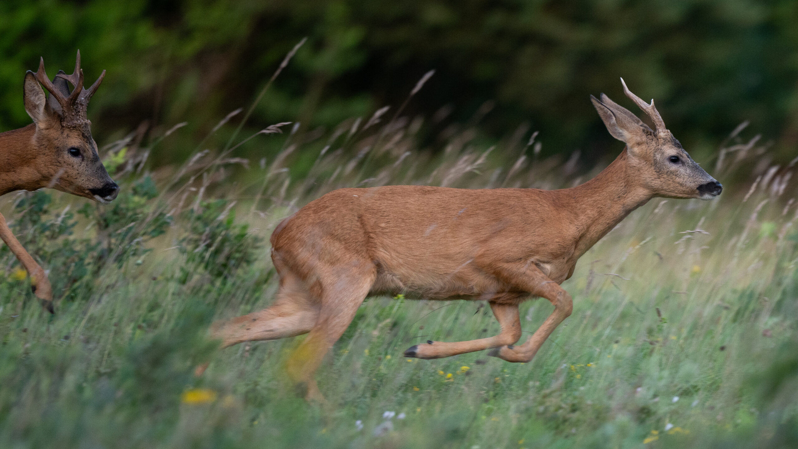 Chasse estivale du chevreuil : les règles à connaître absolument - So ...
