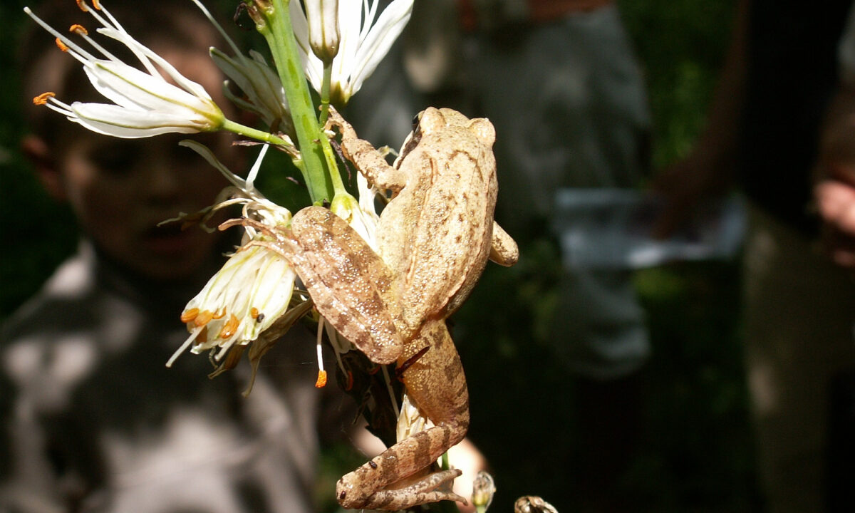 Amphibiens : dans le Cher, les chasseurs invitent le public à ...